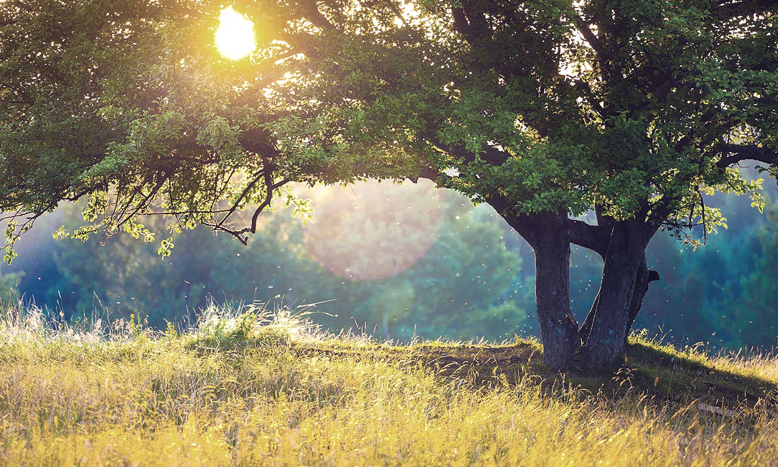 The Meadows Development, Richmond West, Nelson